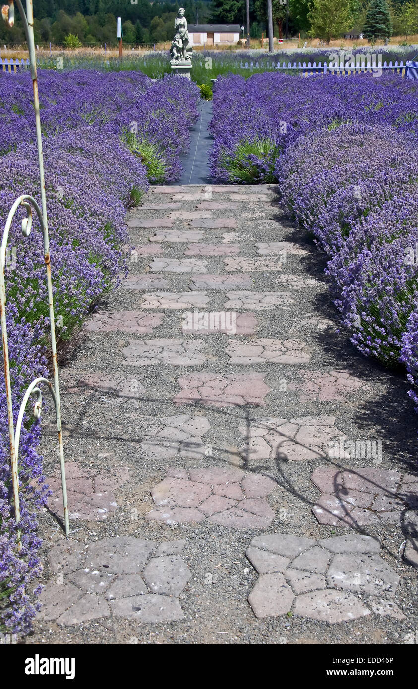 This is a pathway along lavender fields on both side, set in a vertical ...