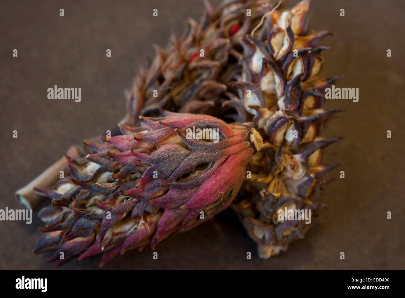 Magnolia tree seed pods hi-res stock photography and images - Alamy