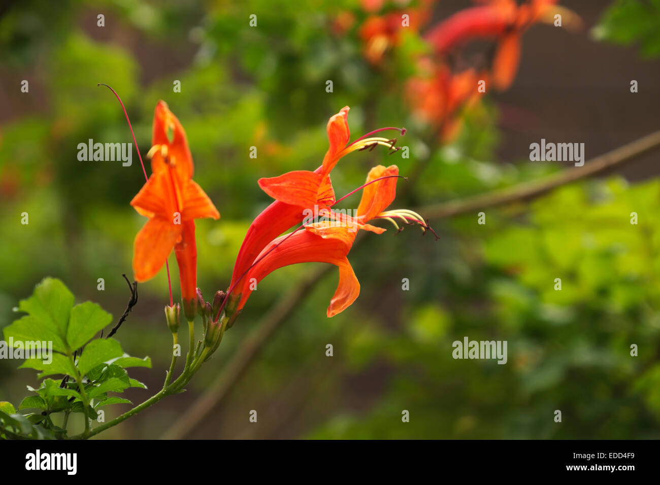 Cape Honeysuckle growing on a bush in southern Texas, USA Stock Photo ...