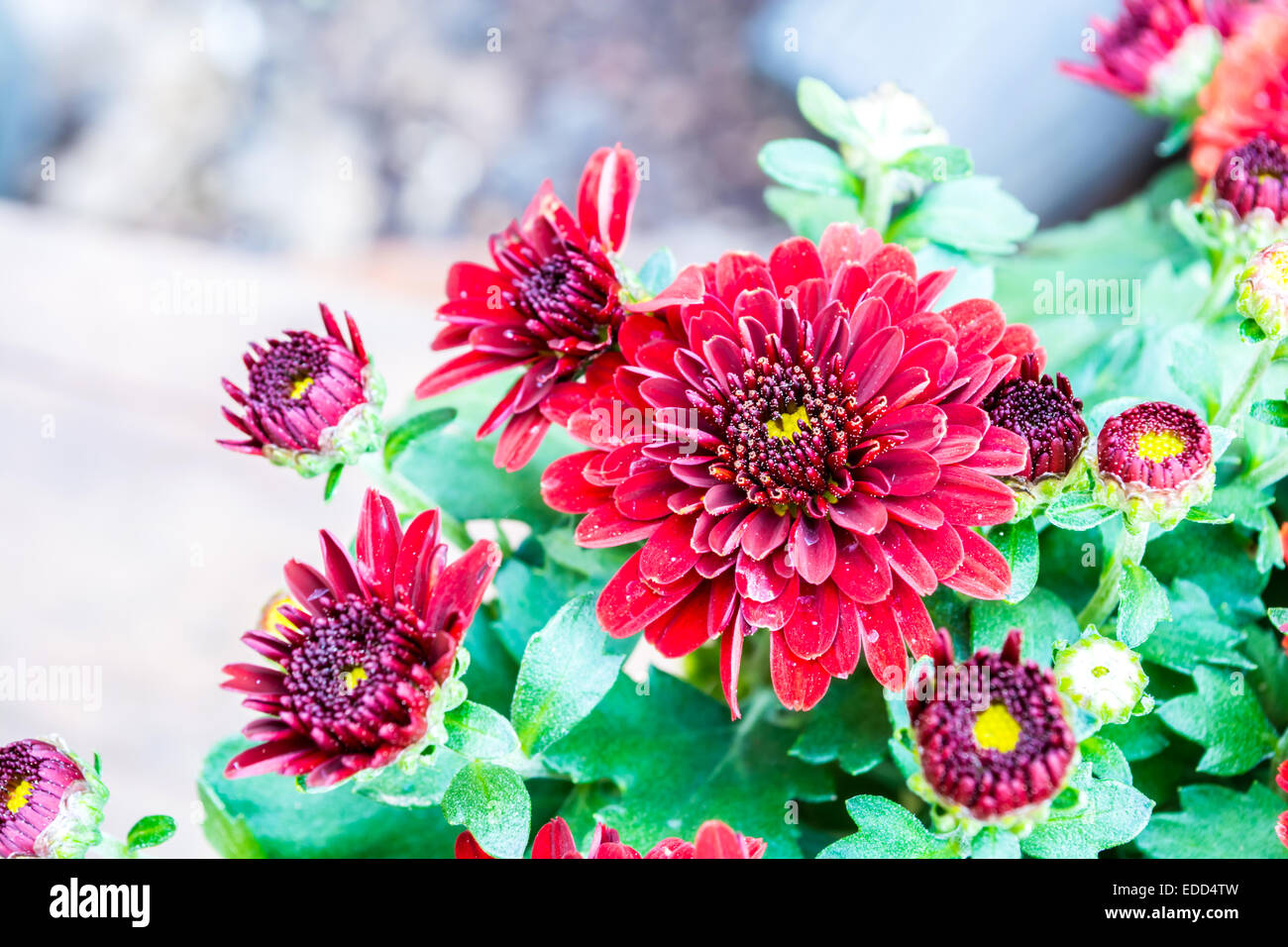 Red chrysanthemum flowers hi-res stock photography and images - Alamy