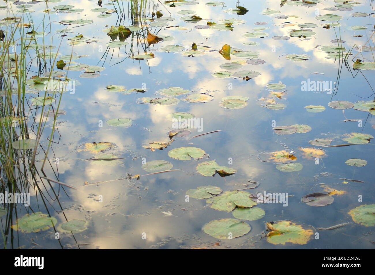 Forest lake mn hi-res stock photography and images - Alamy
