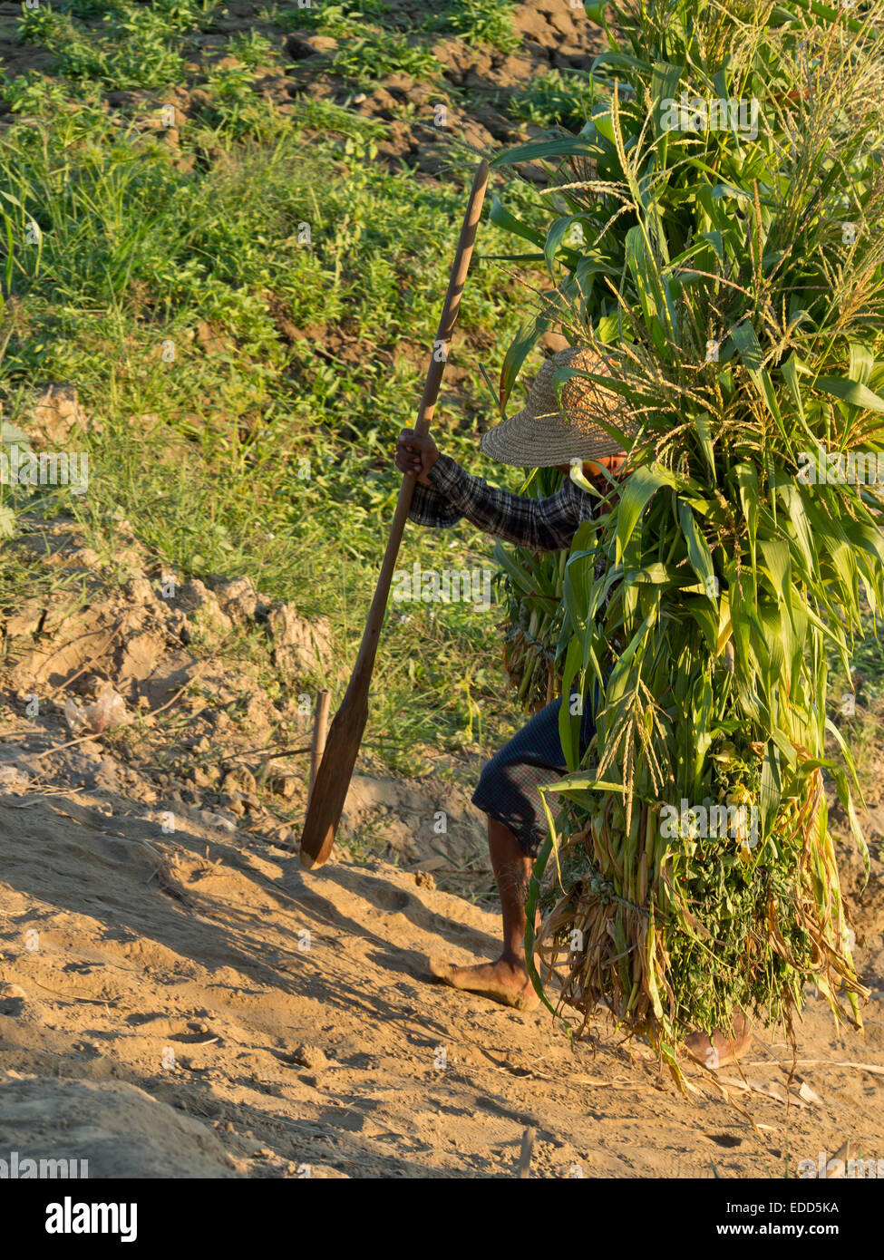 Farmer doing agricultural work in a field by the Irrawaddy river ...