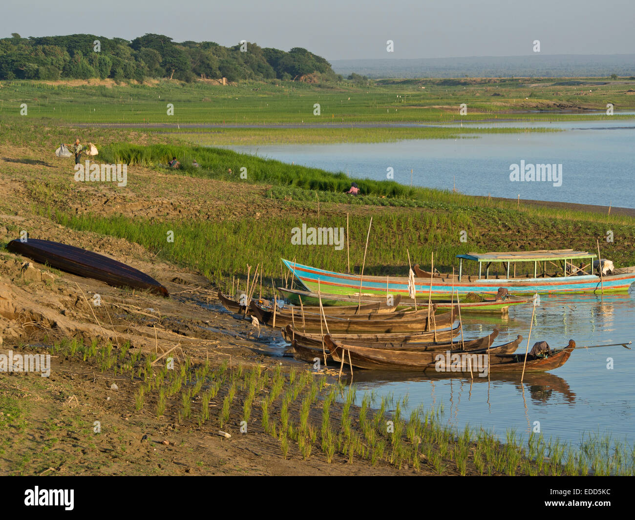 Farmers doing agricultural work in a field by the Irrawaddy river ...