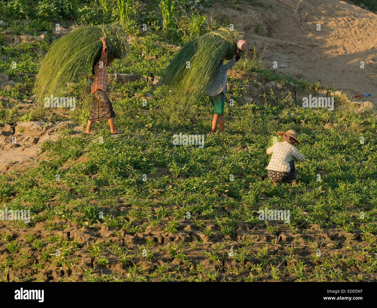 Farmers doing agricultural work in a field by the Irrawaddy river ...