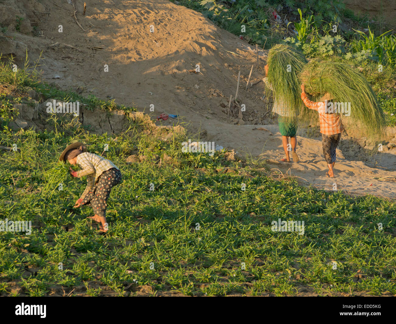 Farmers doing agricultural work hi-res stock photography and images - Alamy