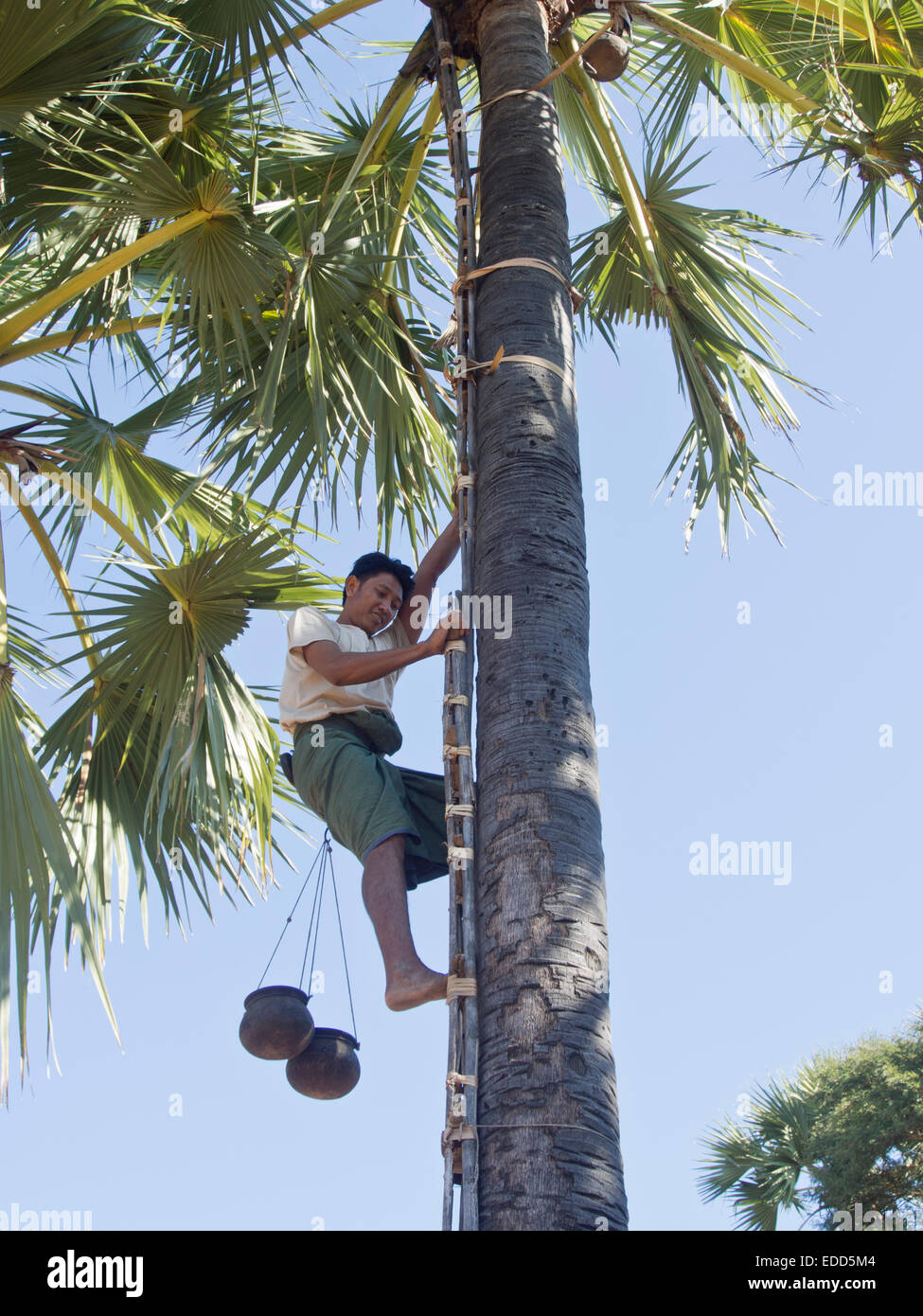 Farmer gathering coconuts to make palm wine in Myanmar Stock Photo - Alamy