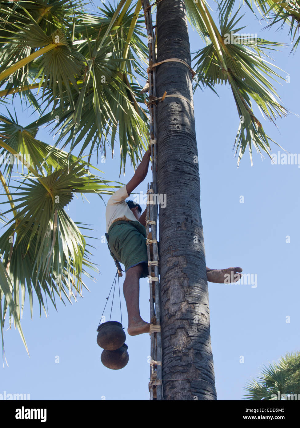 Gathering coconuts hi-res stock photography and images - Alamy