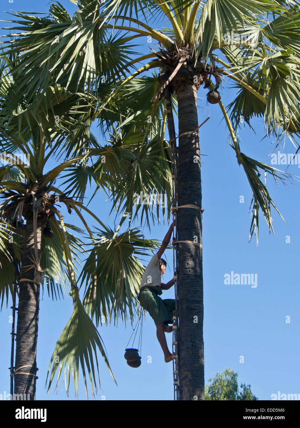 Gathering coconuts hi-res stock photography and images - Alamy