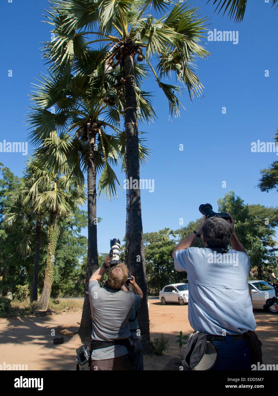 Gather coconuts hi-res stock photography and images - Alamy