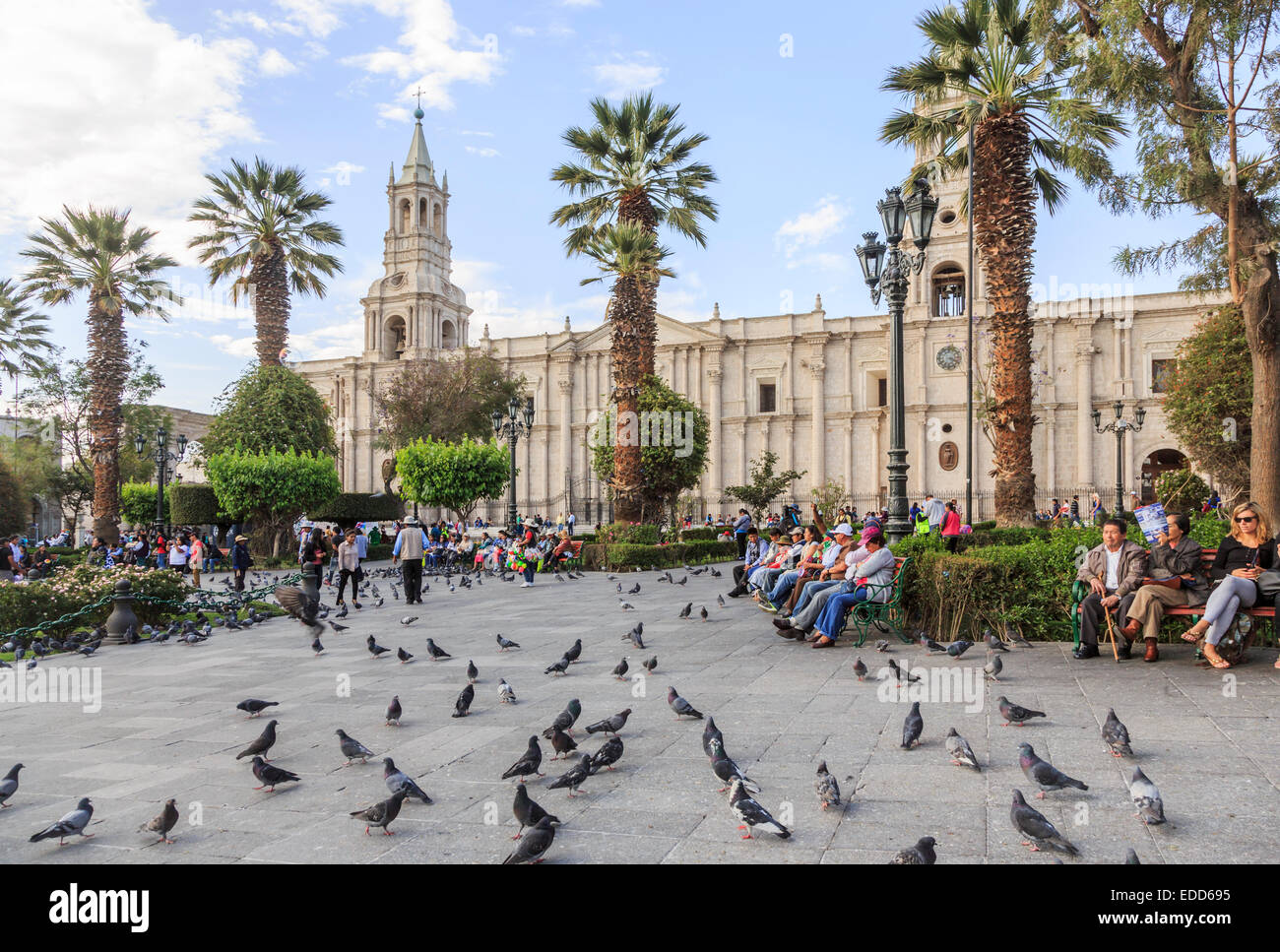 Pigeons in the iconic Plaza de Armas, central Arequipa, Peru with the ...