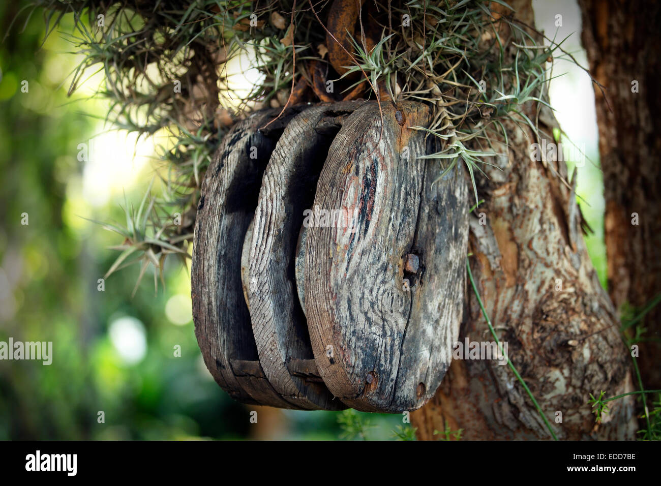 Old wooden pulley hanging in tree Stock Photo - Alamy