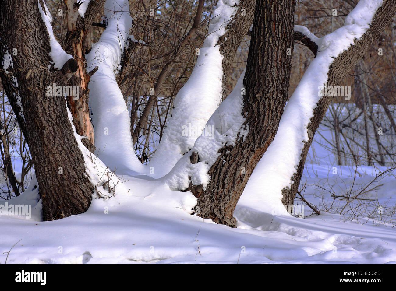 Snow on trees Stock Photo - Alamy