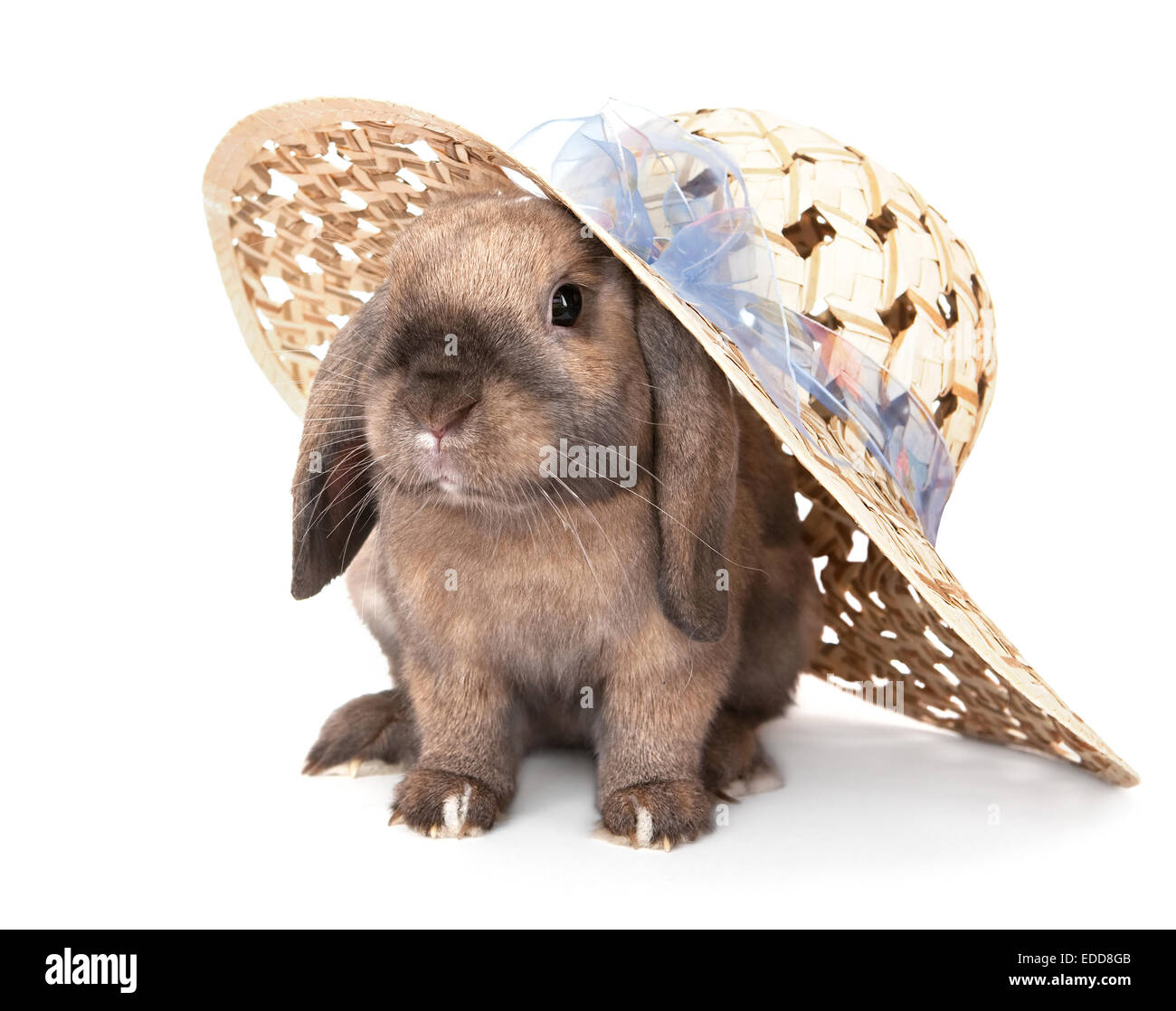Rabbit accessories hi-res stock photography and images - Alamy
