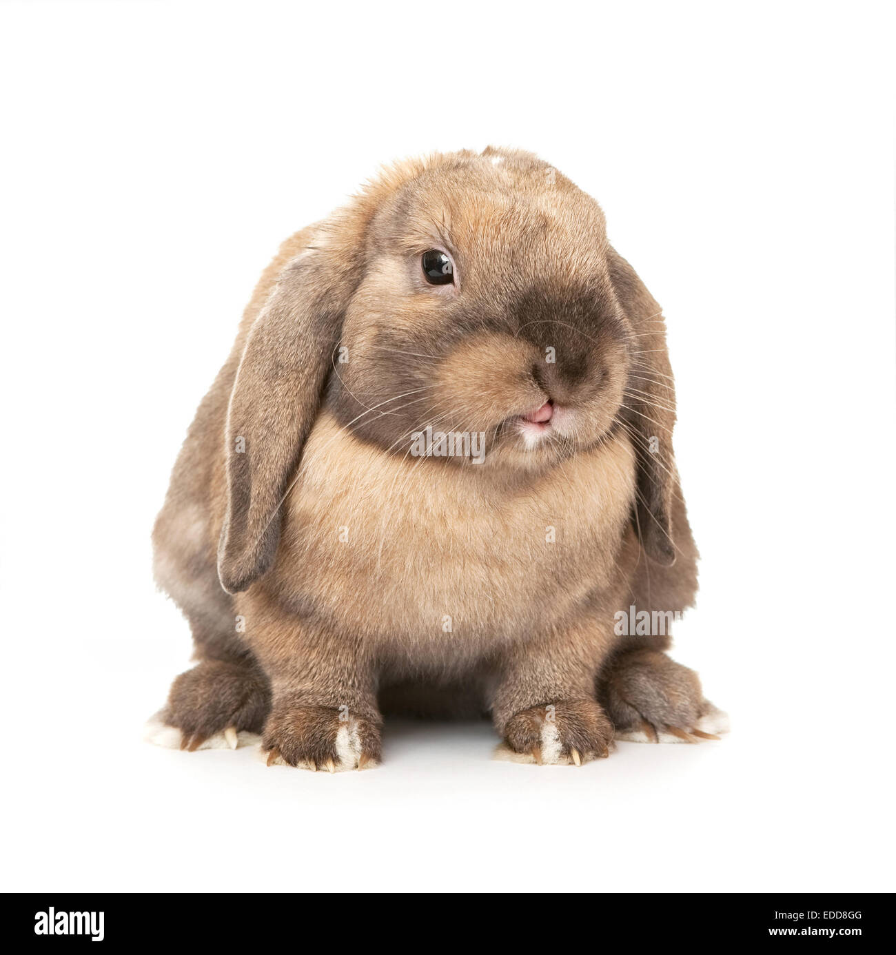 Rabbit puts out one's tongue Stock Photo - Alamy