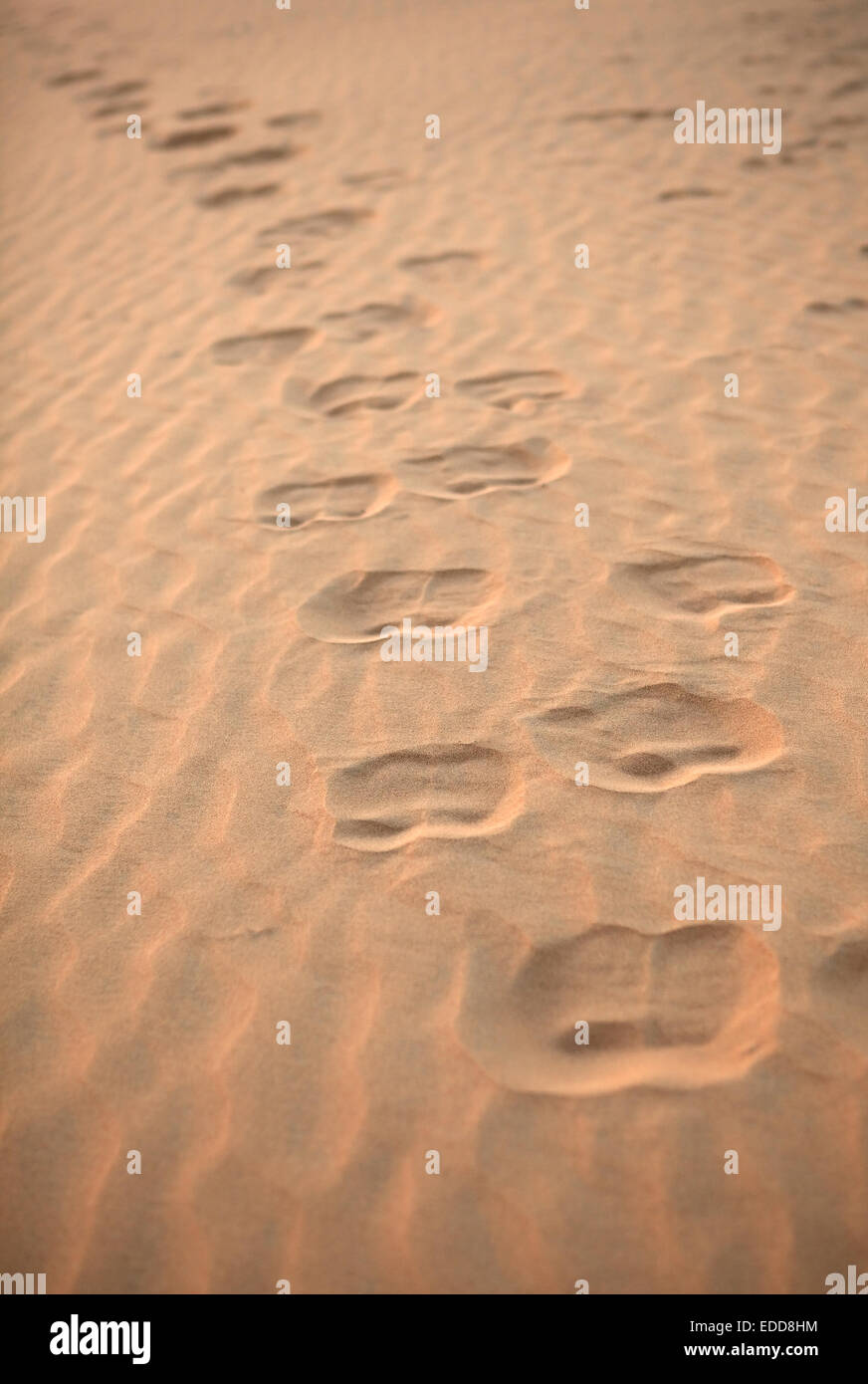Traces of a camel Stock Photo - Alamy
