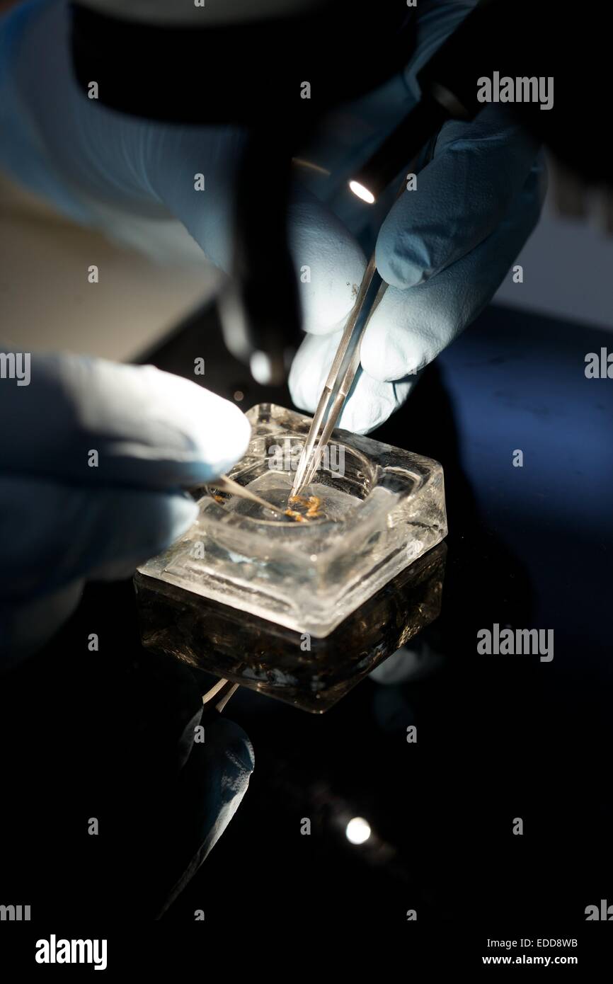 Insect microscope hi-res stock photography and images - Alamy