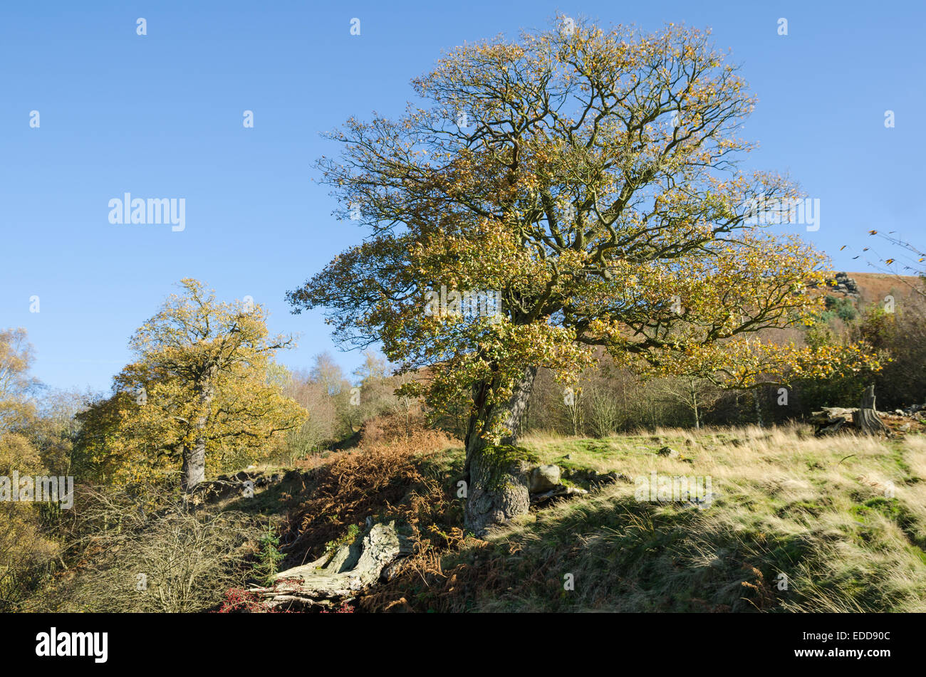 Quercus rural hi-res stock photography and images - Alamy