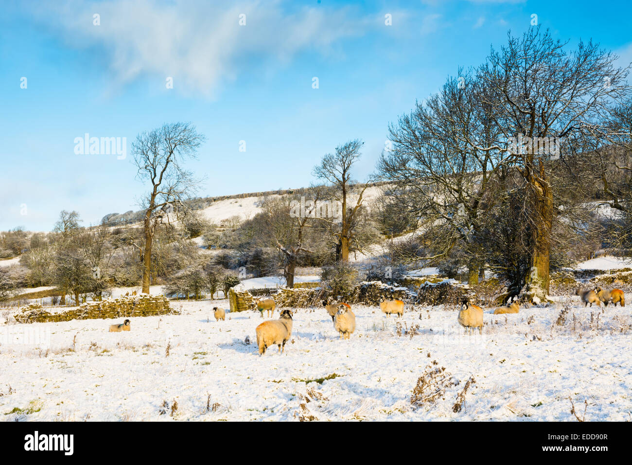 Sheep in Wensleydale in the snow Stock Photo - Alamy