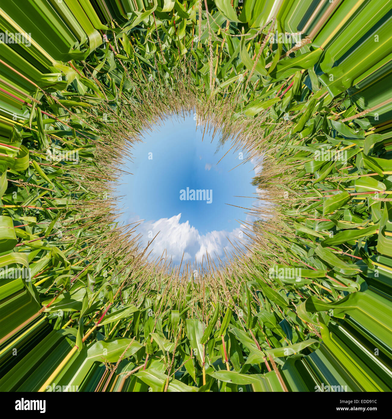 The eye of a corn field Stock Photo - Alamy