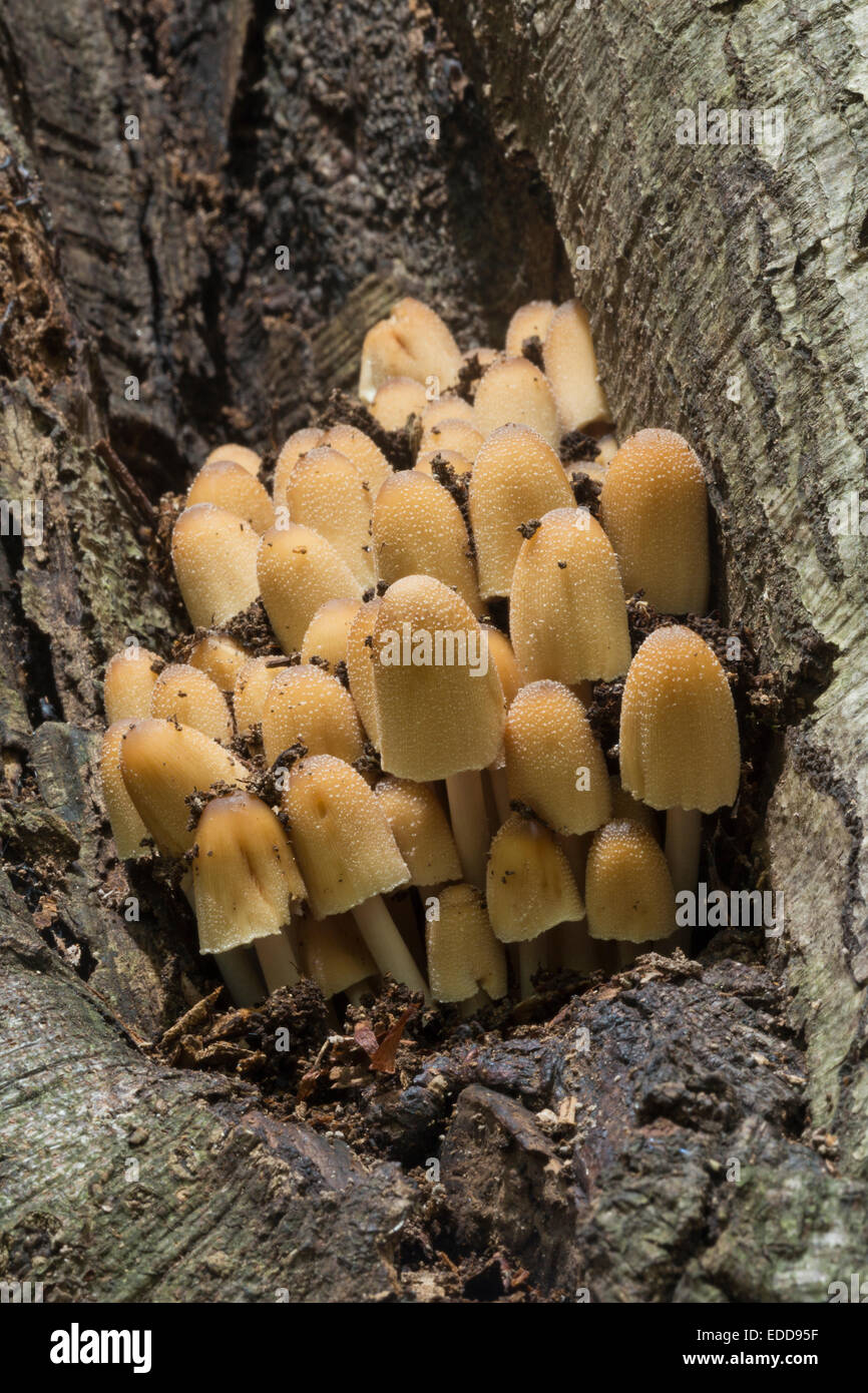 Sulphur tuft in a tree trunk Stock Photo - Alamy