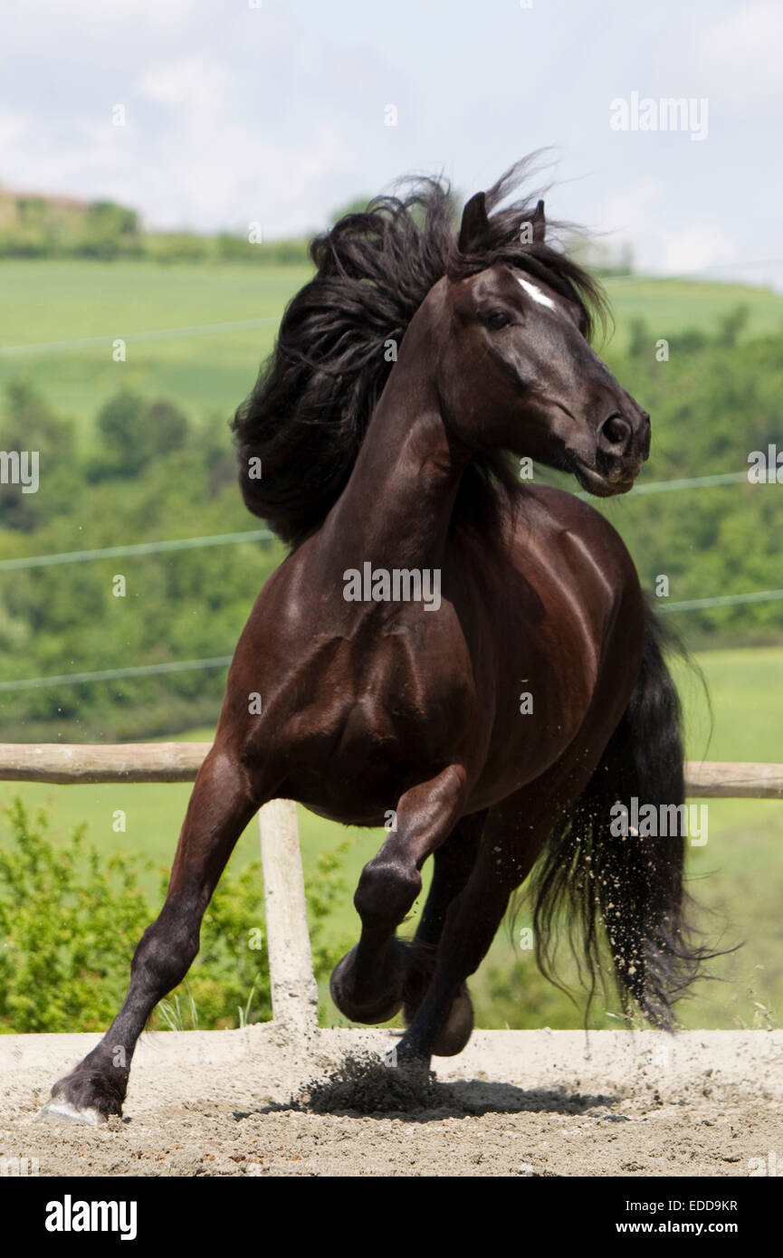 Merens horse hi-res stock photography and images - Alamy