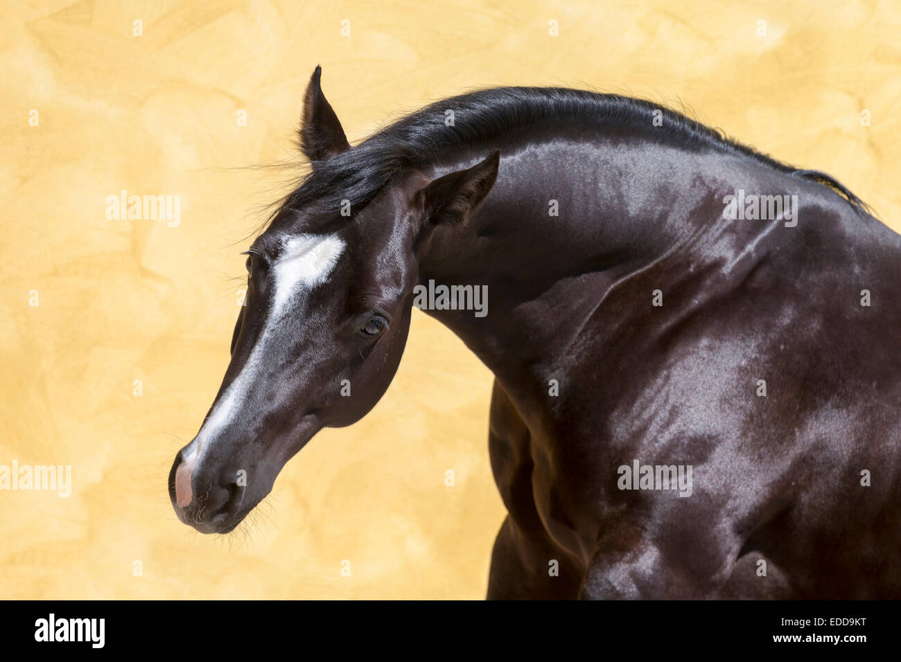 Black Quarter Horse Head