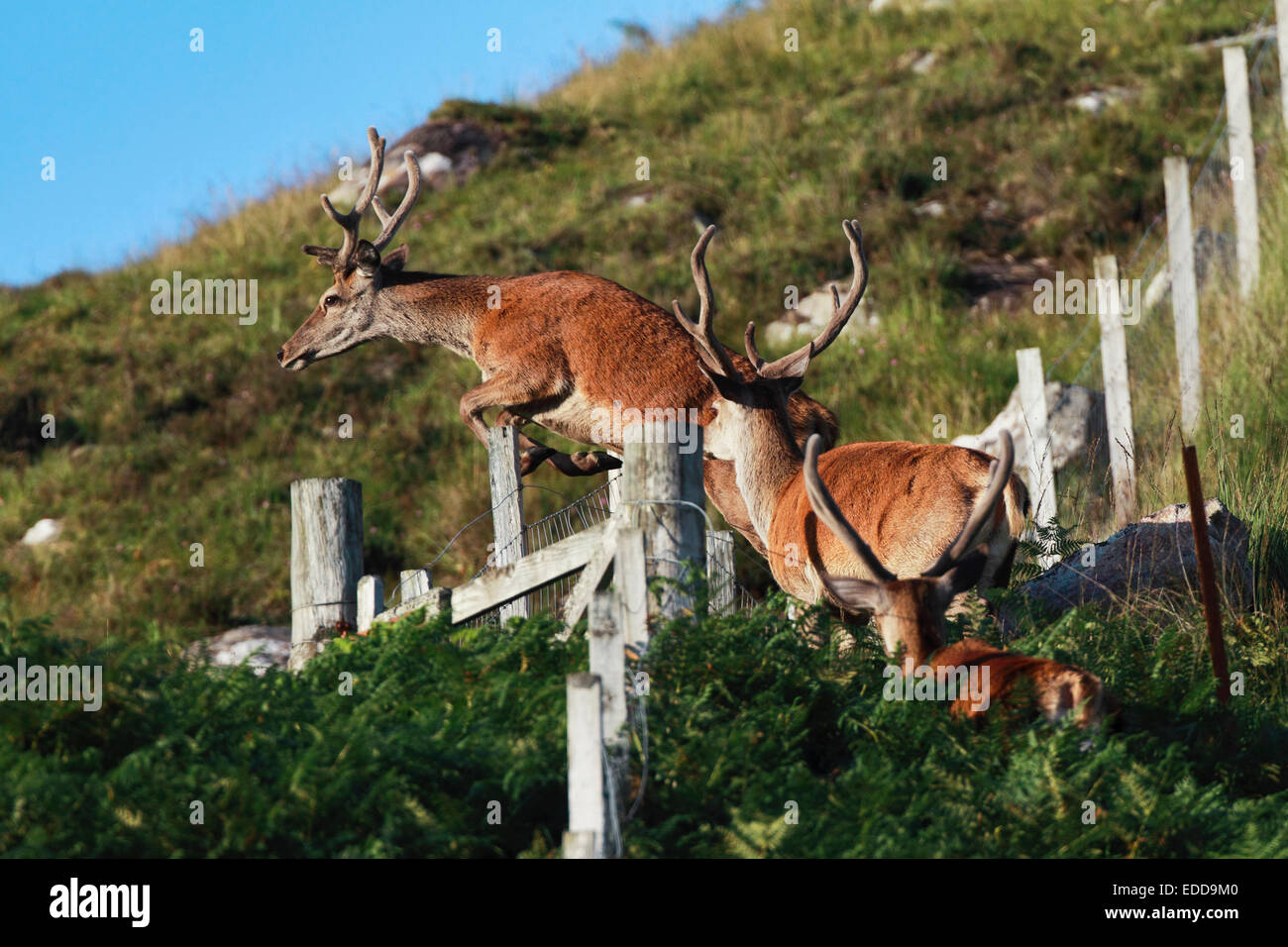 Group stag deer scotland highlands hi-res stock photography and images ...