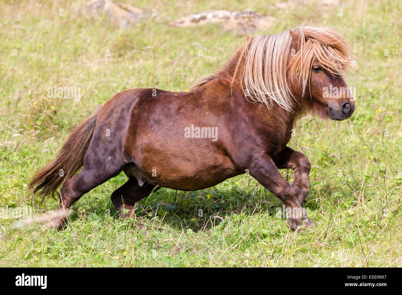 Miniature Shetland Pony Chestnut stallion galloping meadow Shetlands ...