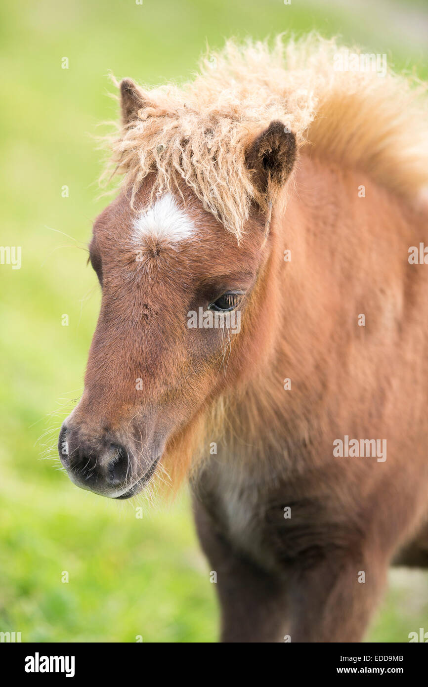 Miniature shetland pony chestnut foal hi-res stock photography and ...