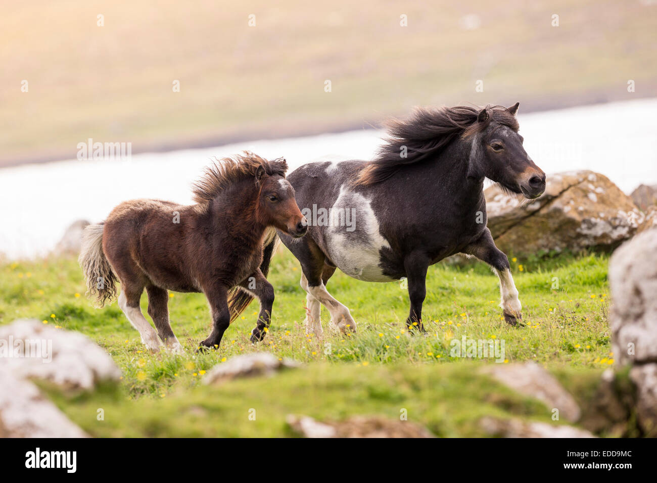 Miniature Shetland Pony Pinto mare foal trotting meadow Shetlands Unst ...