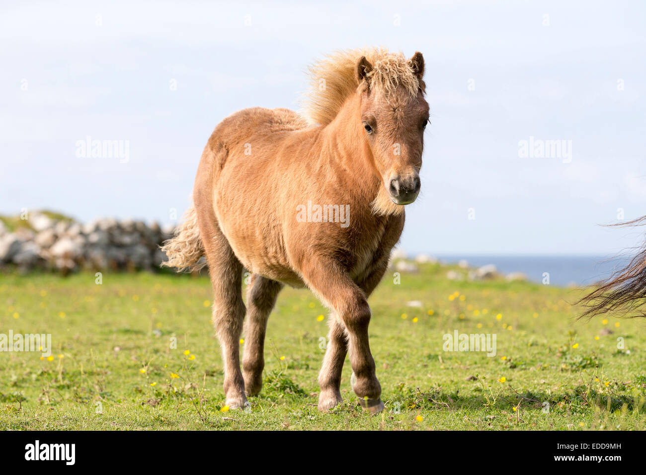 Miniature shetland pony chestnut foal hi-res stock photography and ...