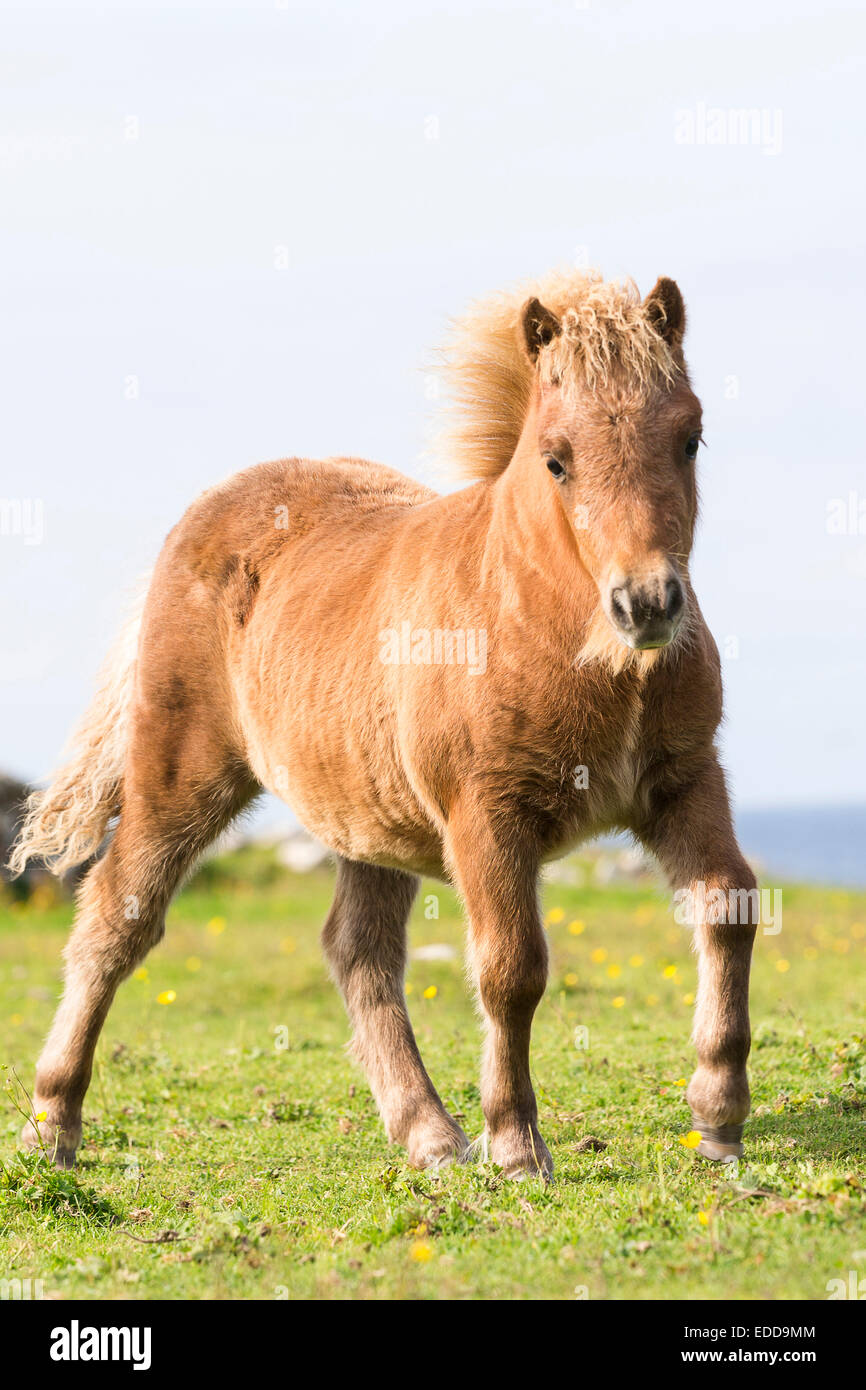 Miniature shetland pony chestnut foal hi-res stock photography and ...