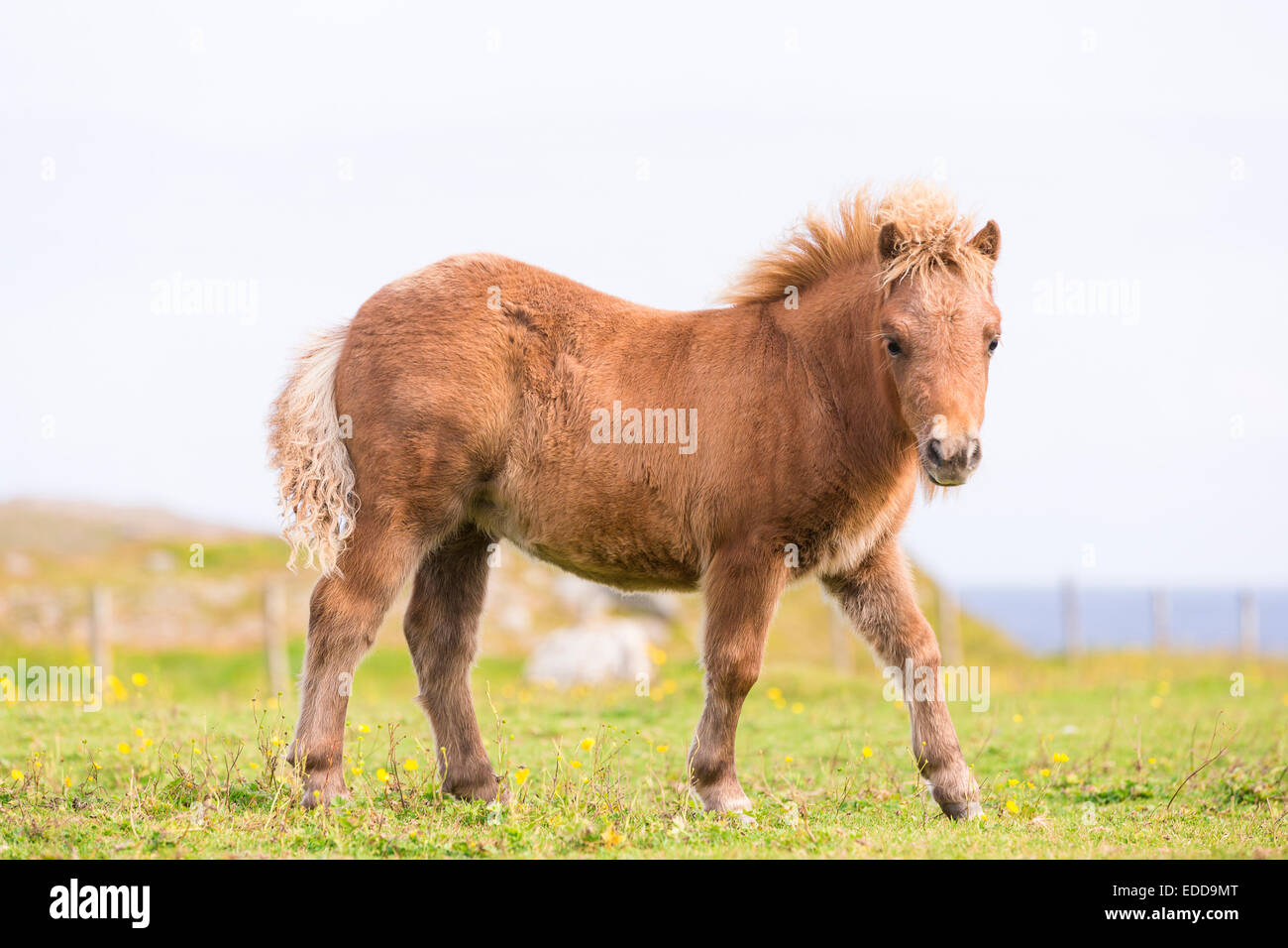 Miniature shetland pony chestnut foal hi-res stock photography and ...