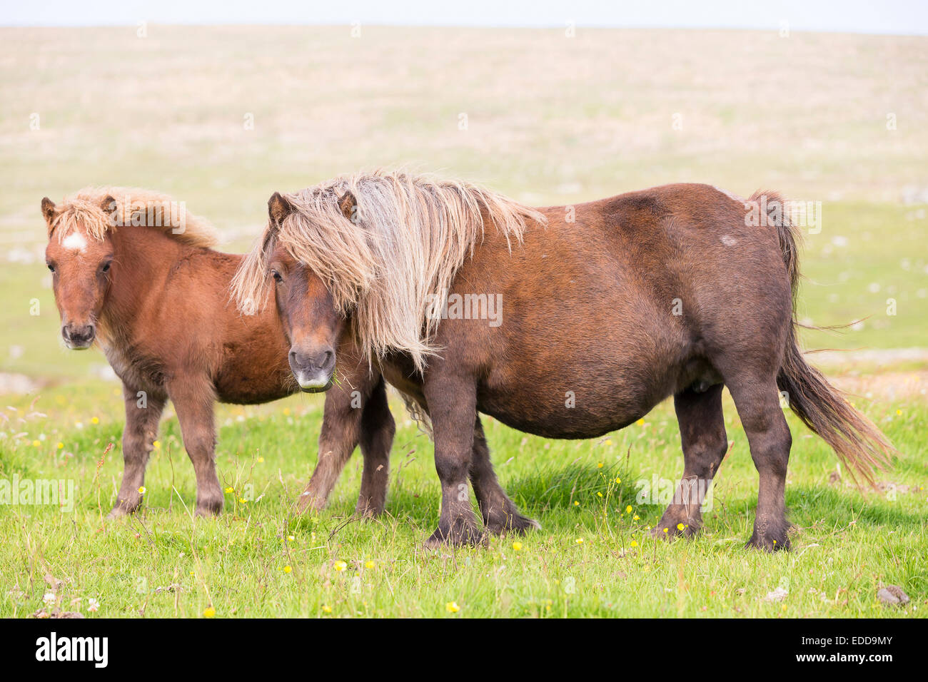 Miniature shetland pony chestnut mare hi-res stock photography and ...