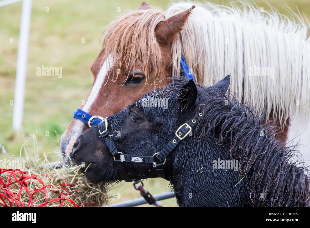 Shetland Pony Wet mare foal eating hay conformation show rain Mainland ...