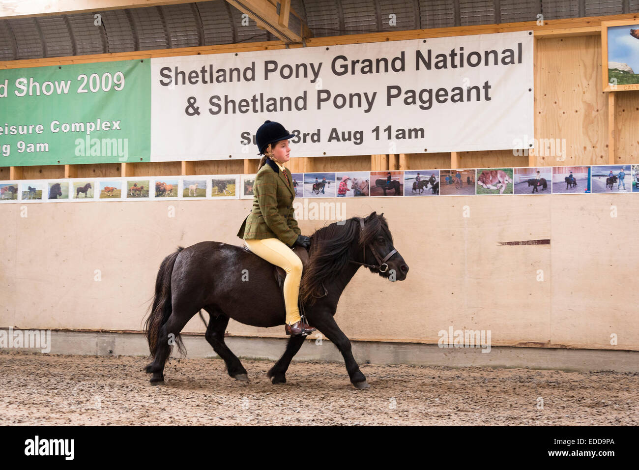 Riding lesson: Girl trotting black Shetland Pony riding hall Burra ...