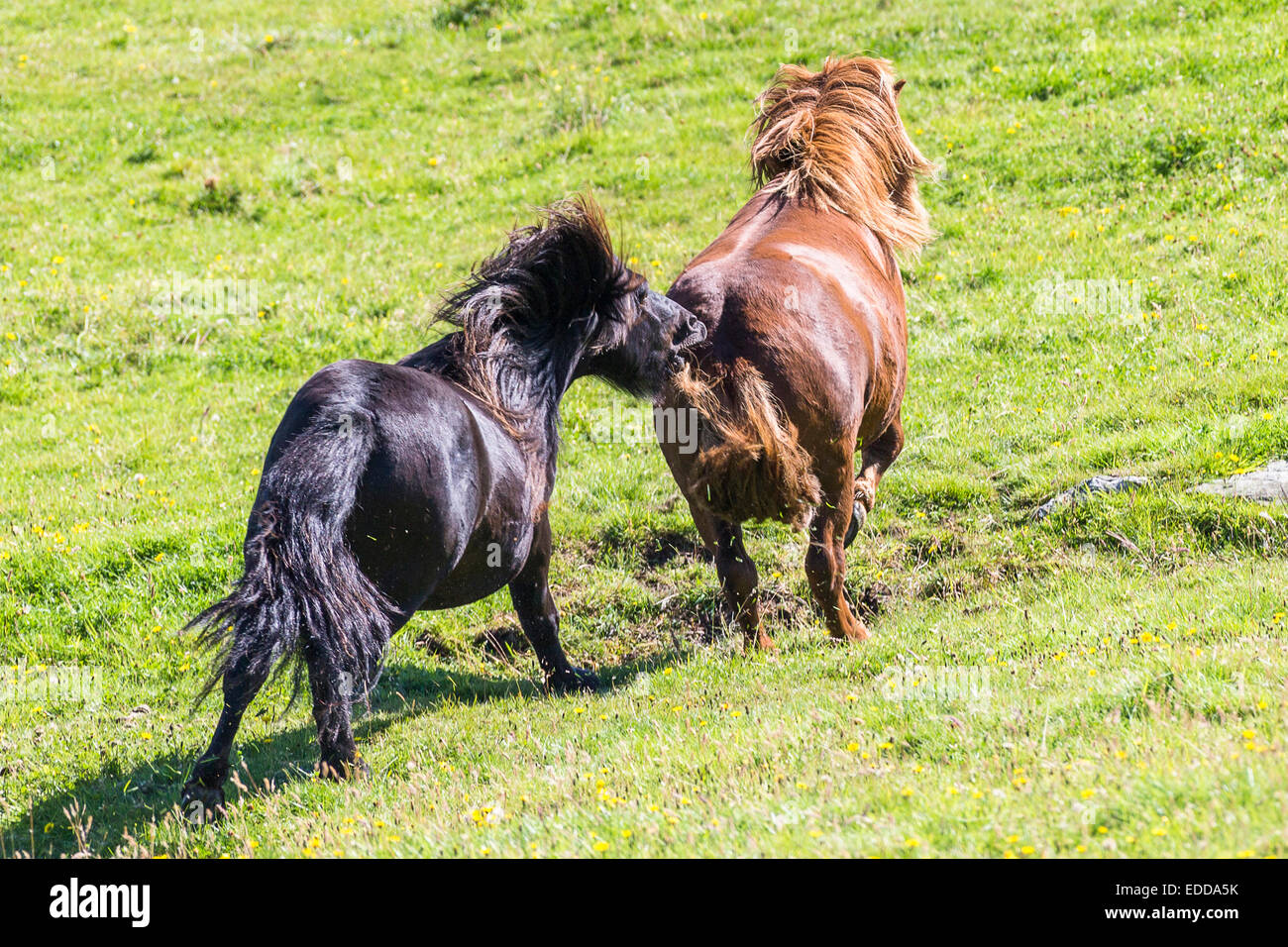 Shetland Pony Two young stallions squabbling meadow The black one tries ...