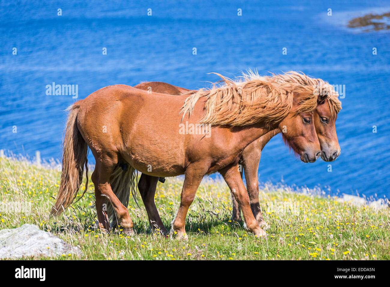 Shetland Pony Young stallions meadow above the sea Burra Shetlands ...
