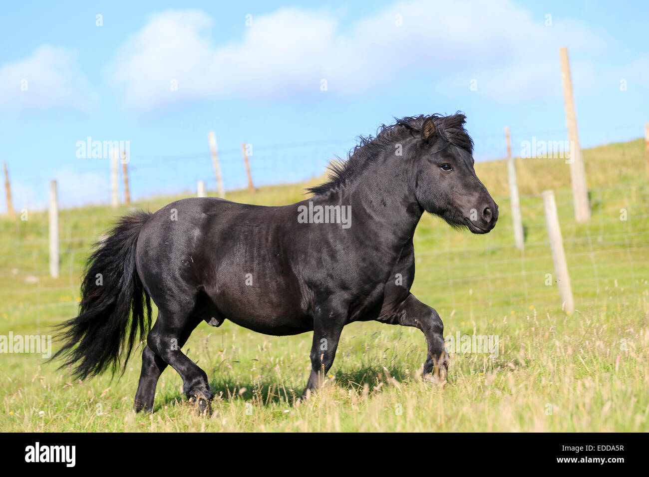Shetland pony black trotting hi-res stock photography and images - Alamy