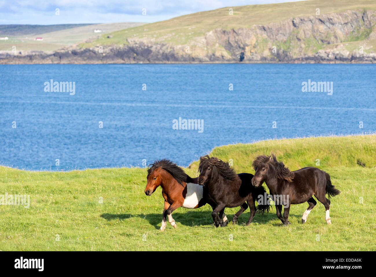 Shetland Pony Three young stallions galloping pasture at the coast ...