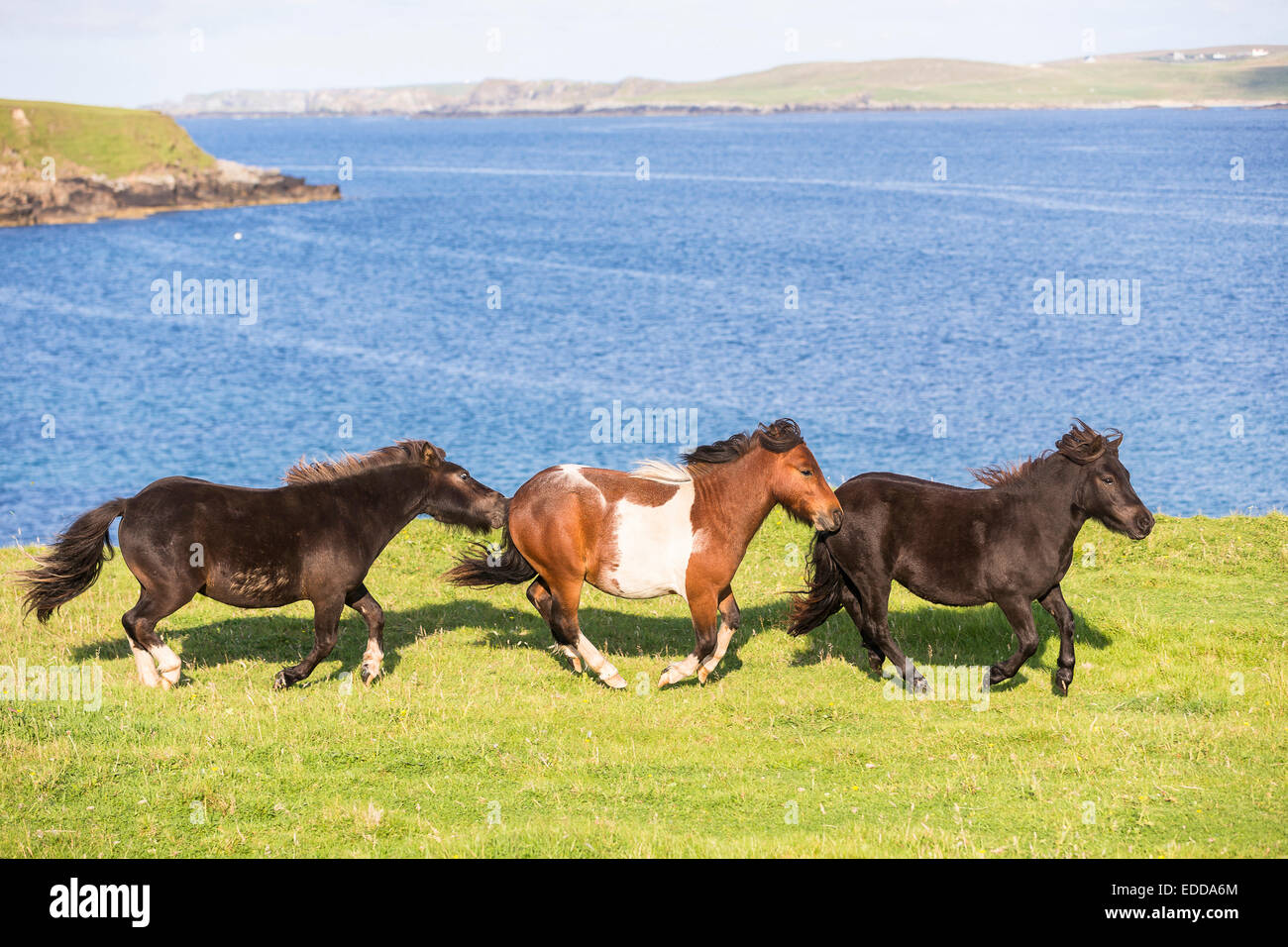 Shetland Pony Three young stallions galloping pasture at the coast ...