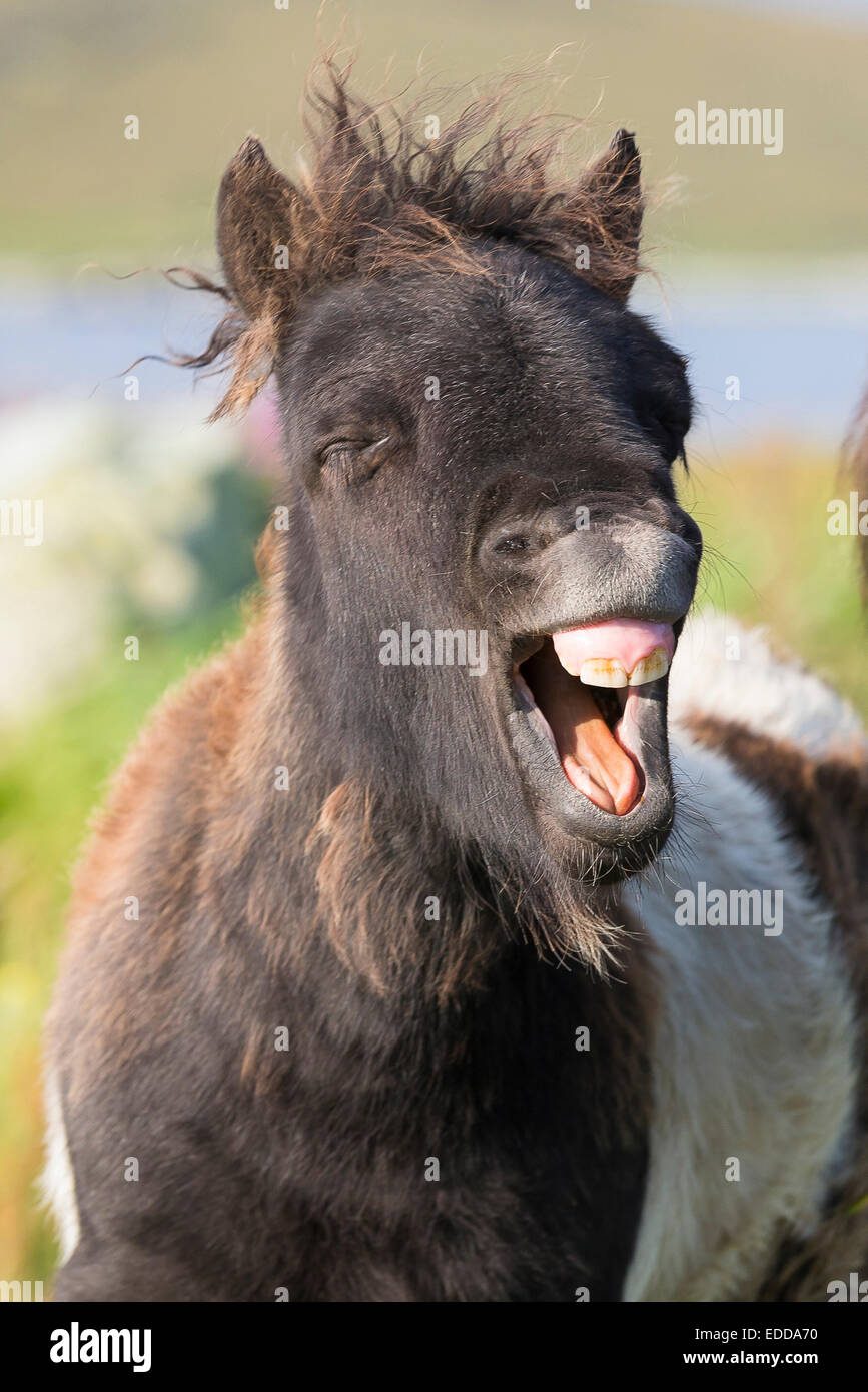 Sleepy shetland pony hi-res stock photography and images - Alamy