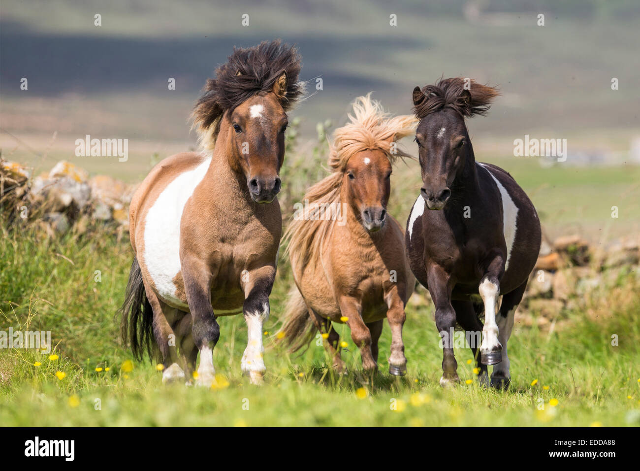 Shetland Pony Three young stallions galloping meadow Shetlands Unst ...
