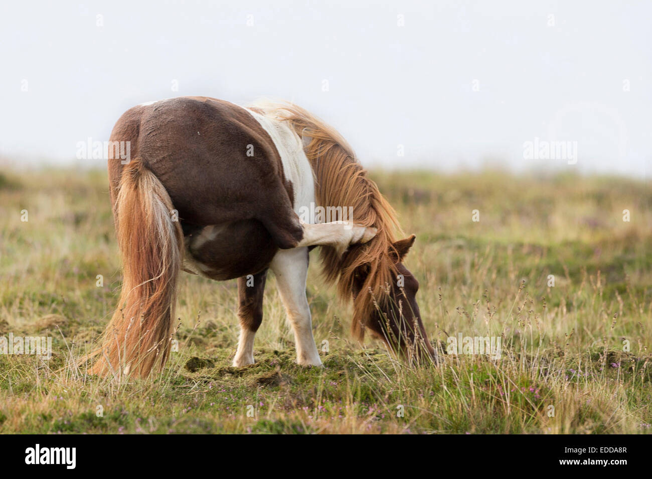 Shetland Pony Skewbald mare scratching her head hind leg Unst Shetlands ...
