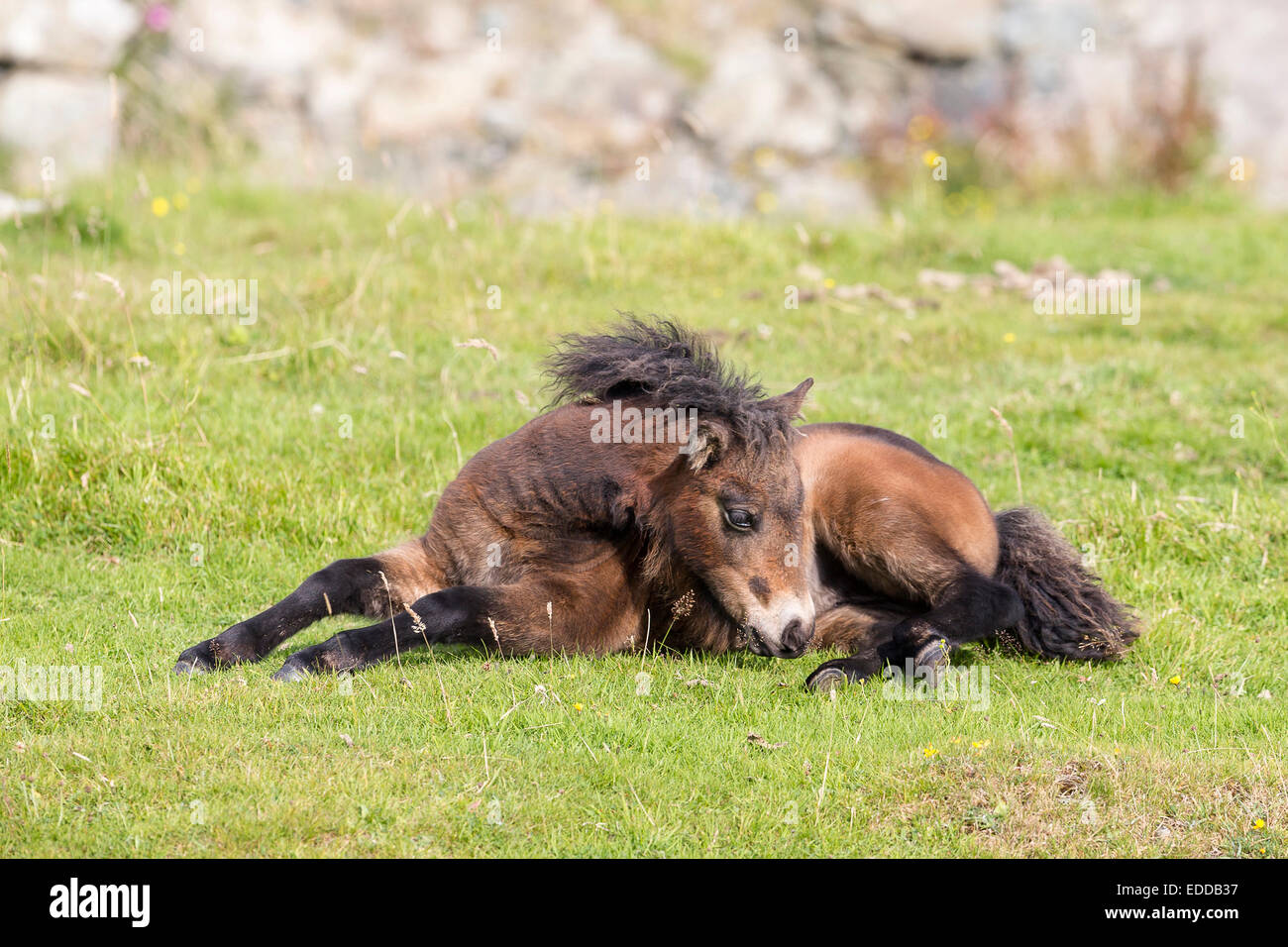 Shetland pony foal shetty hi-res stock photography and images - Alamy