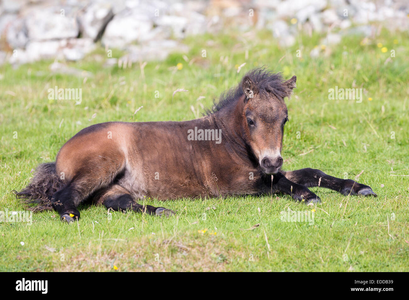 Shetlan pony hi-res stock photography and images - Alamy