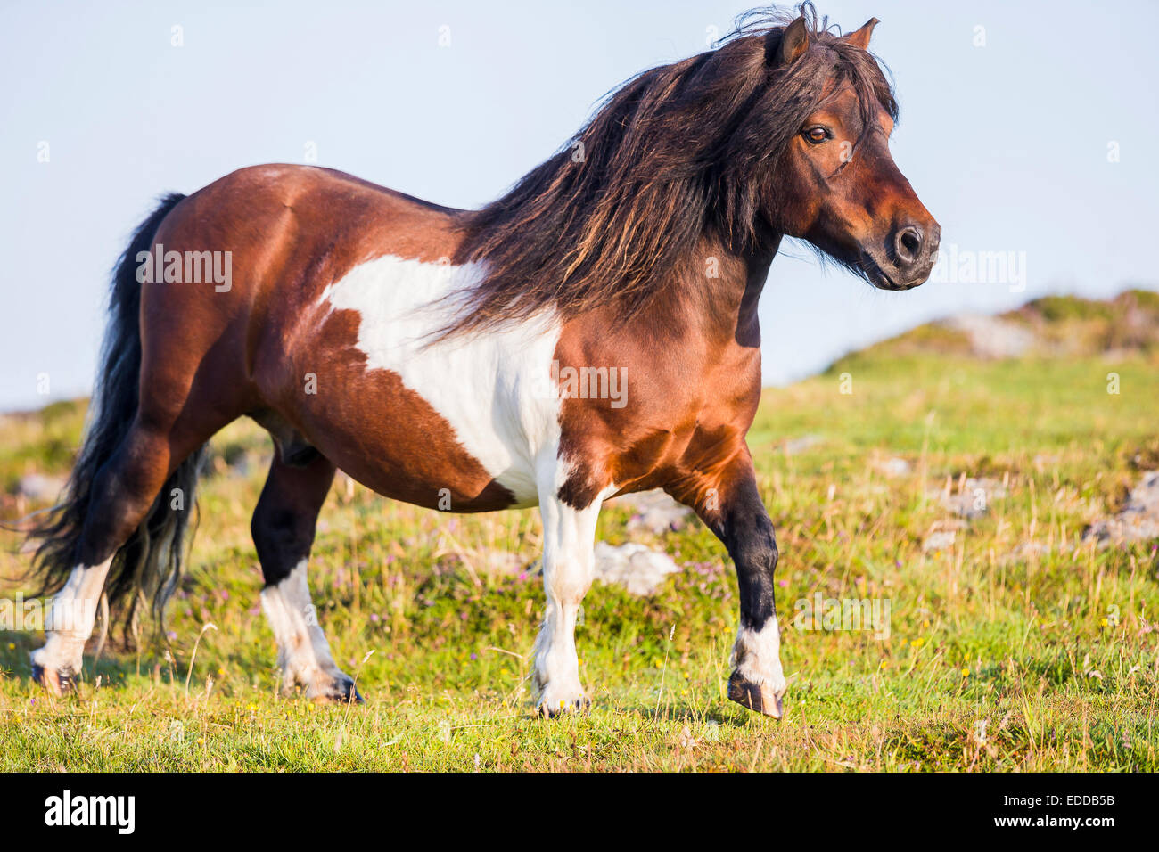 Shetland Pony Skewbald stallion walking pasture Shetlands Unst Stock ...