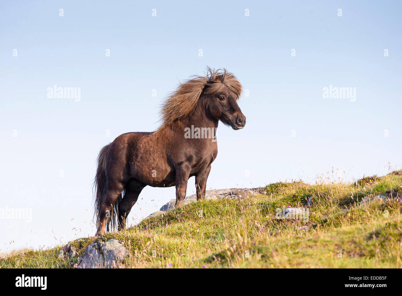 Shetland Pony Chestnut stallion standing pasture Unst Shetlands Stock ...