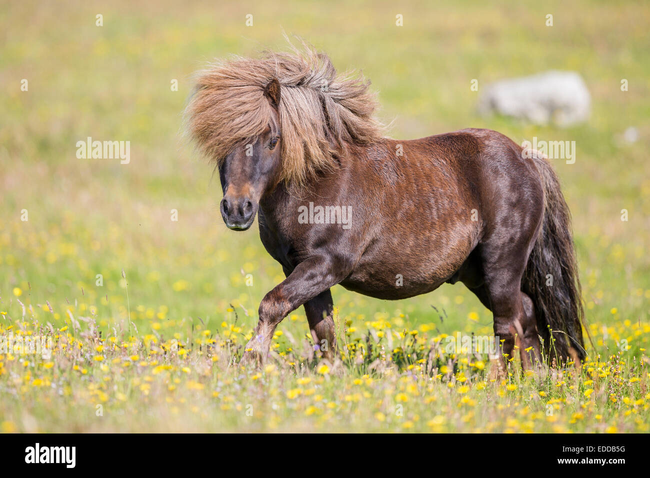 Shetland Pony Chestnut stallion walking flowering pasture Unst ...