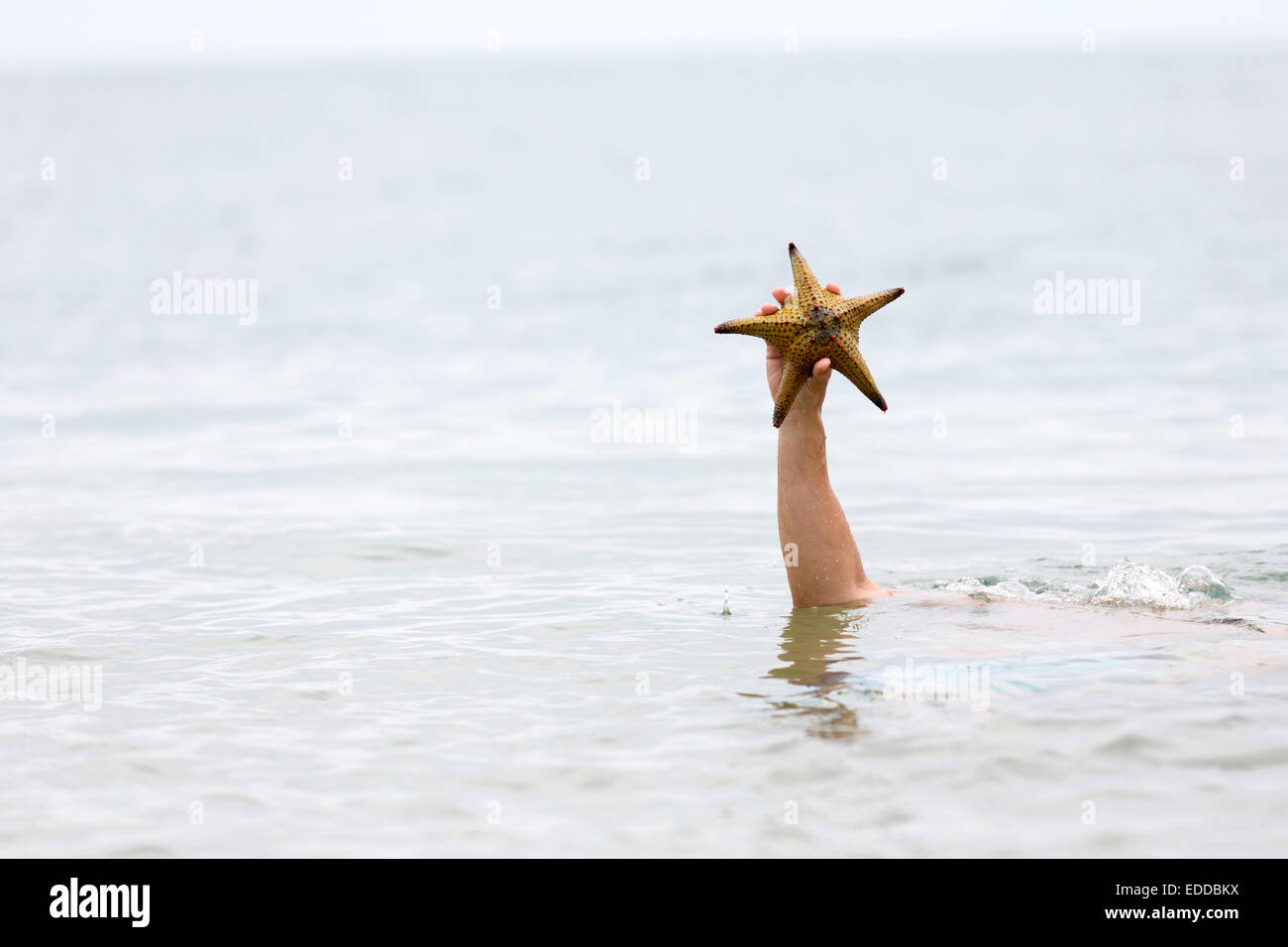 hand in sea water holding a starfish Stock Photo - Alamy